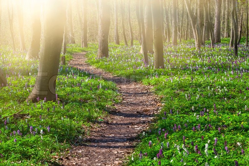 Field Of Flowers Forest
