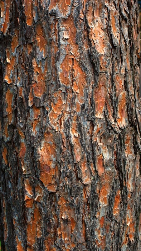 Pine Tree Trunk Texture