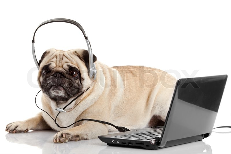 Call center agent. pug dog telephone ... | Stock image | Colourbox