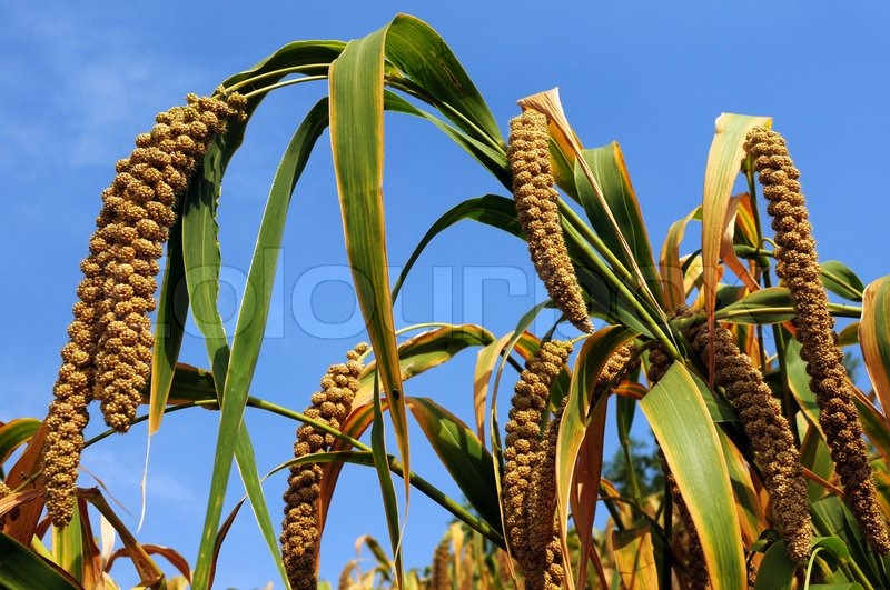 Ripe millet crops in the fields in ... | Stock image | Colourbox