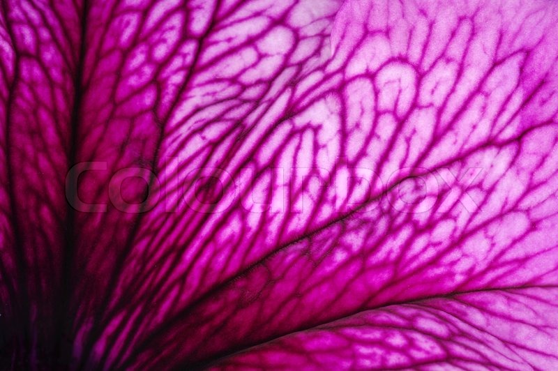 Abstract flower and beautiful petals | Stock image | Colourbox