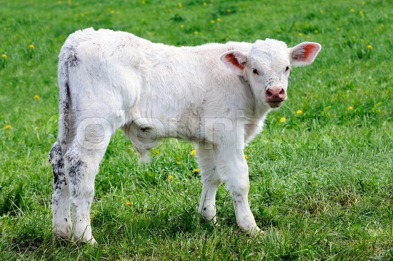White calf grazing on a green field | Stock image | Colourbox