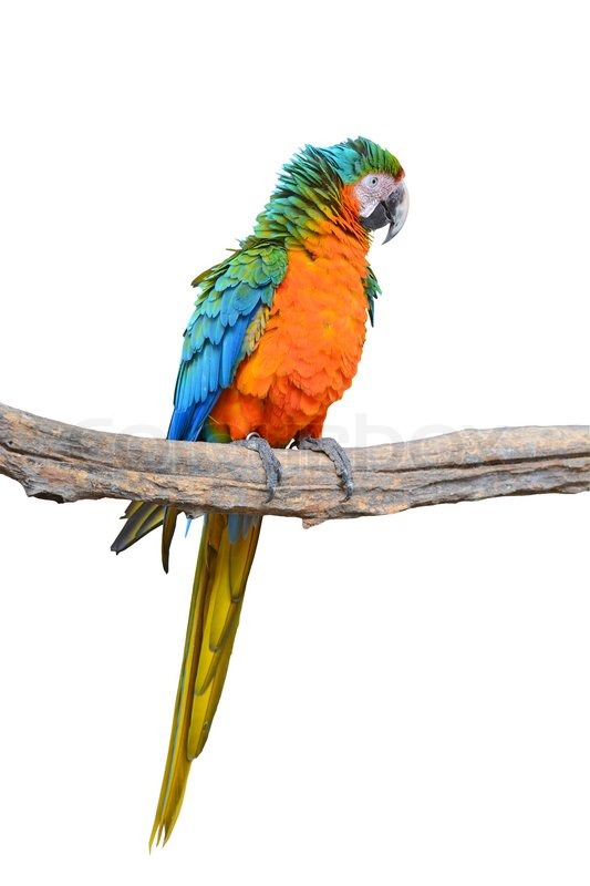 Orange Macaw