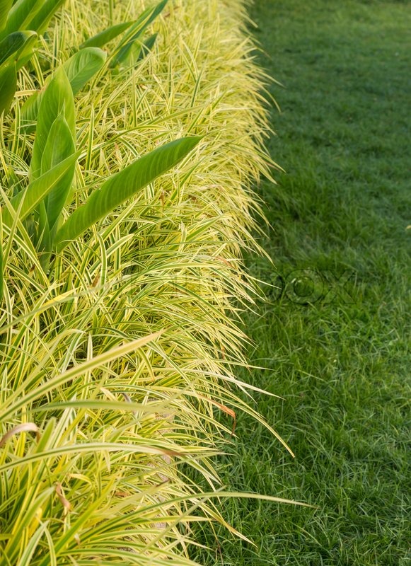 Das Gras der Gartenarbeit und ... | Stock Bild | Colourbox