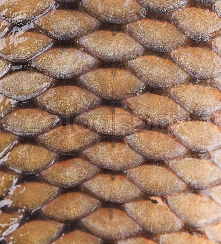 Karpfen Fischschuppen. | Stock Bild | Colourbox