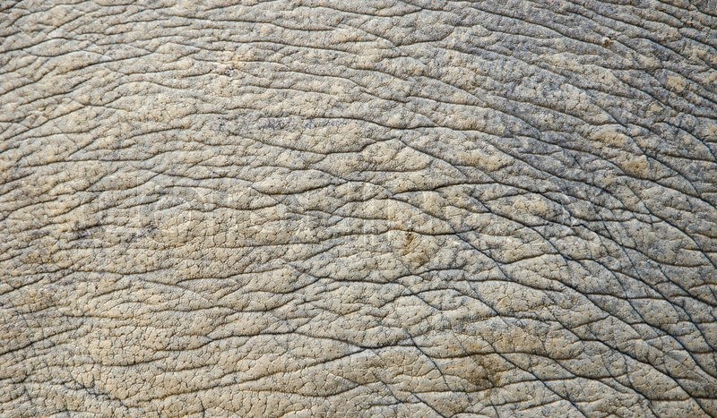 Wrinkled Skin Texture