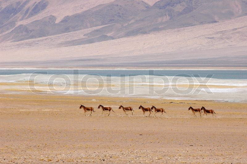 Wild donkeys running in the highlands ... | Stock Photo | Colourbox