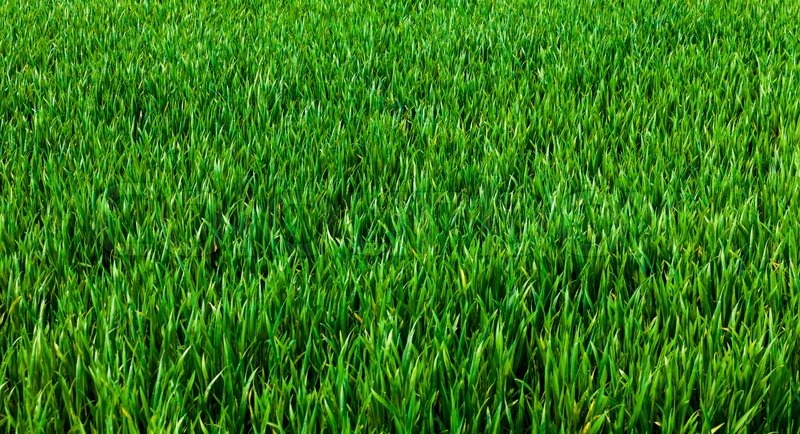 Gras Hintergrund. grüne Gras Textur | Stock Bild | Colourbox