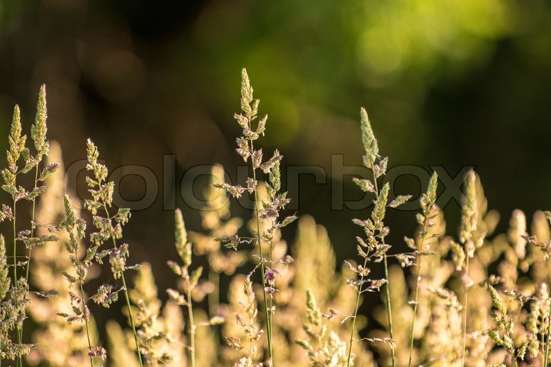 Close up photo of prairie grass in ... | Stock image | Colourbox