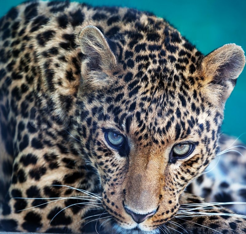 Leopard | Stock Bild | Colourbox