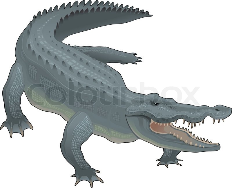 Krokodil | Stock-Vektor | Colourbox