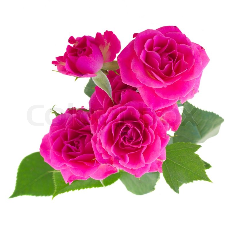 Busch von rosa Rosen | Stock Bild | Colourbox