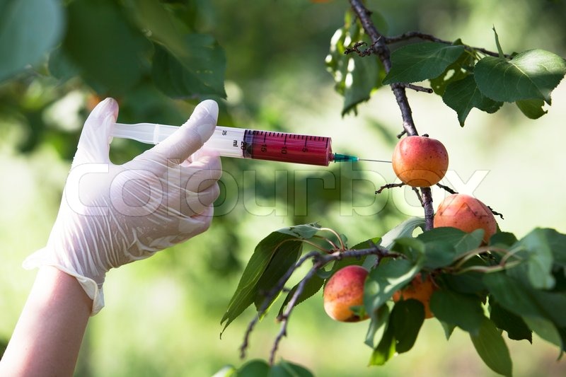 Pesticide injected in a fruit | Stock image | Colourbox