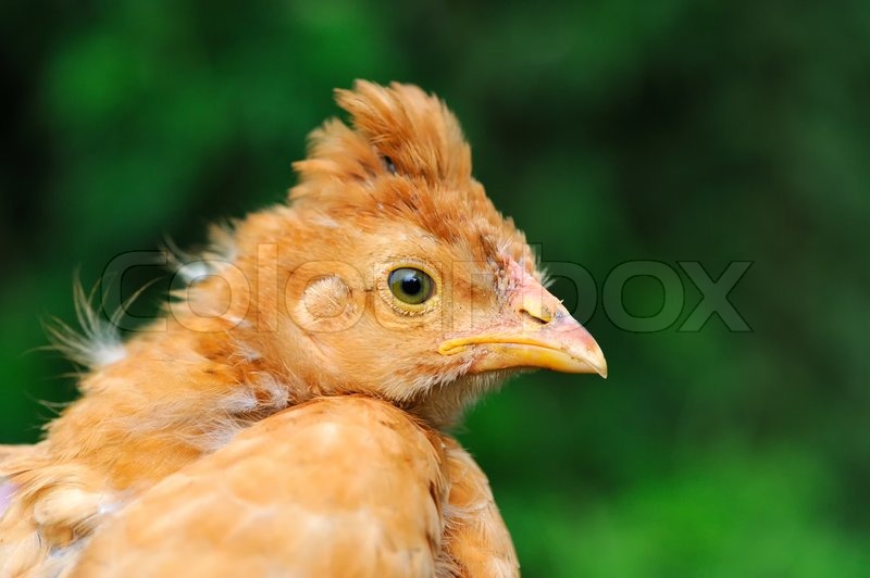 A cute red baby chicken with a crest of ... | Stock image | Colourbox