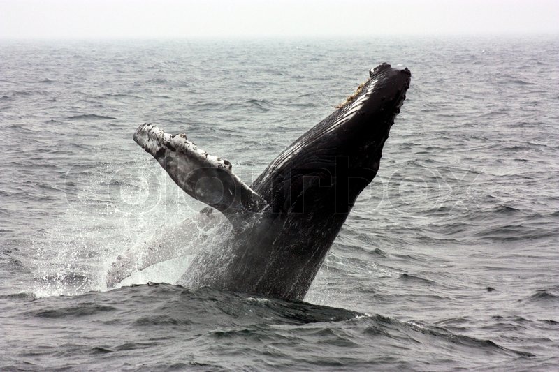 Buckelwal | Stock Bild | Colourbox