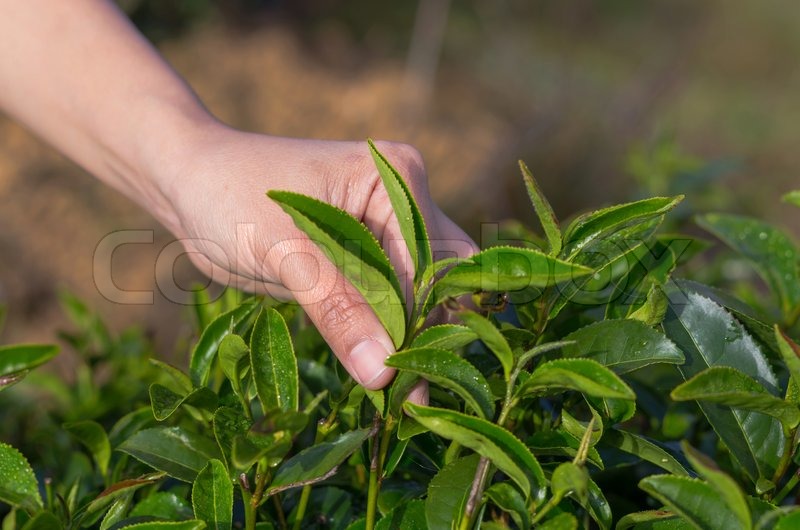 Plucking tea leaf by hand | Stock image | Colourbox