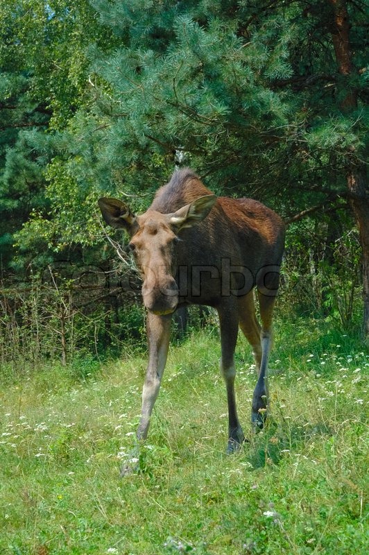 Moose | Stock image | Colourbox