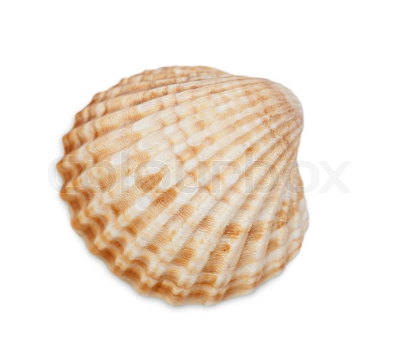 Scallop shell isolated on white ... | Stock image | Colourbox