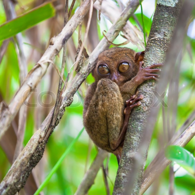Small cute tarsier on the tree in ... | Stock image | Colourbox