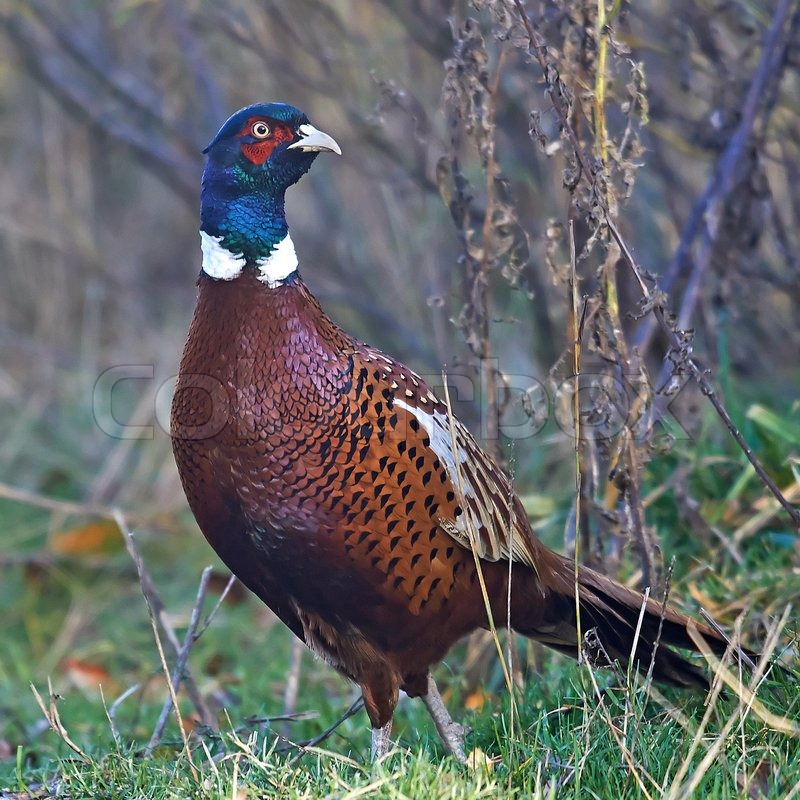 Common Pheasant (Phasianus colchicus) | Stock foto | Colourbox