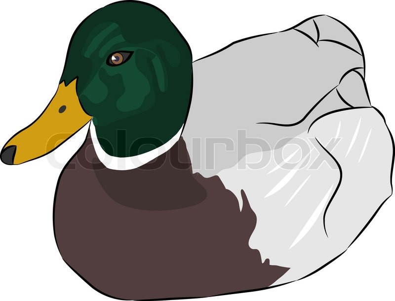 Vektor-Ente | Stock-Vektor | Colourbox