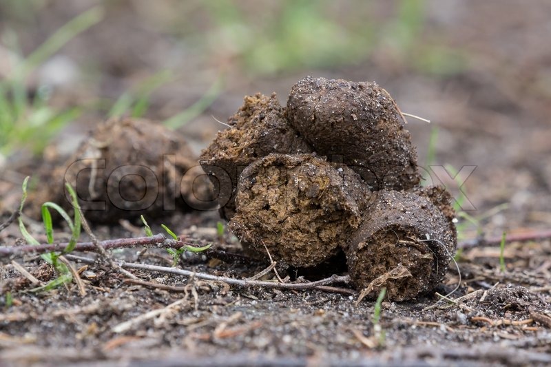 Dog Turd