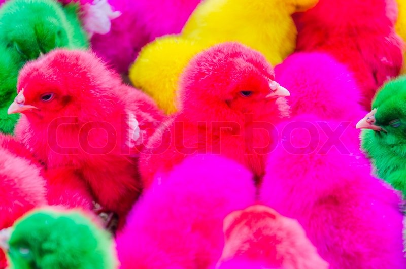 Colored Baby Chicks
