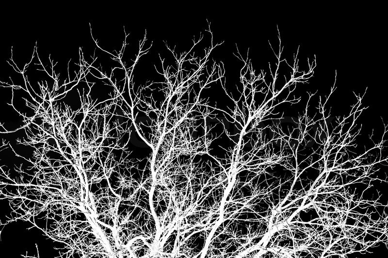 Black Tree Limbs