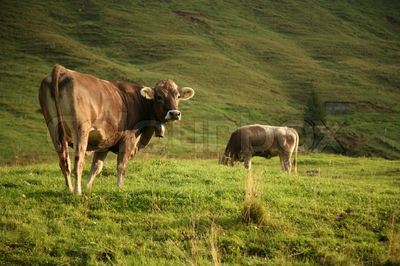Cows on grass | Stock image | Colourbox