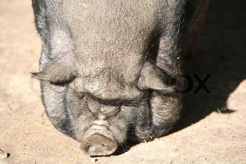 Pig lying and relaxing | Stock image | Colourbox