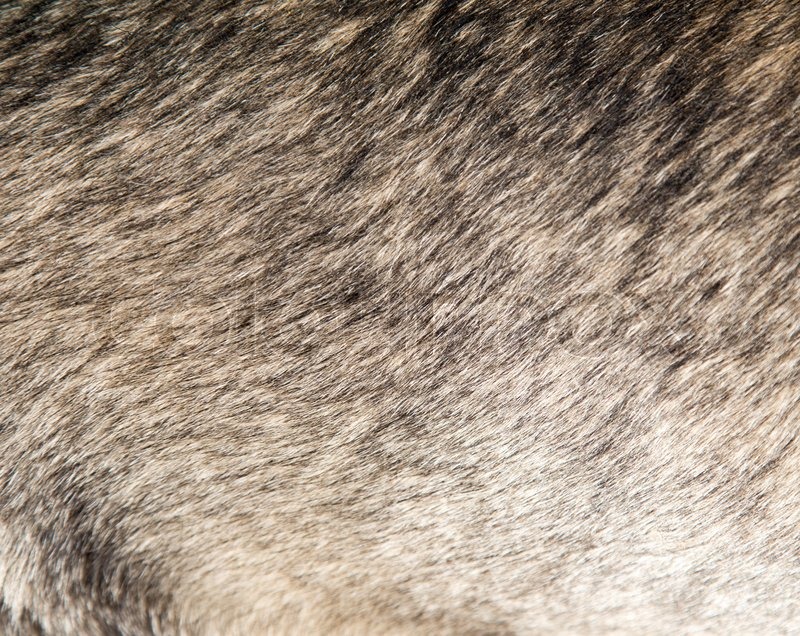 Dog fur as background | Stock image | Colourbox