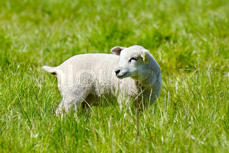 Lamb standing on green field looking. | Stock image | Colourbox