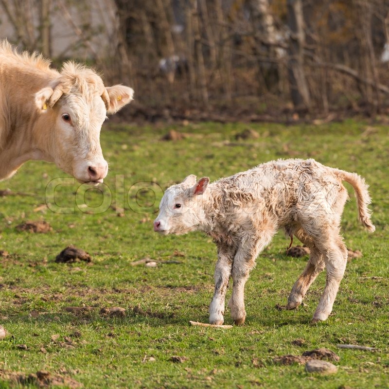 Nyfødt kalv på eng. | Stock foto | Colourbox