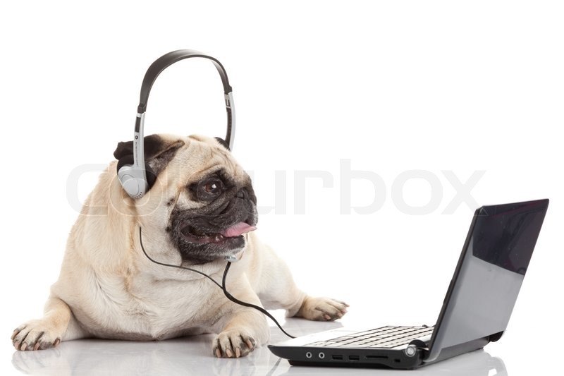 Pug gdog on looking at a laptop ... | Stock image | Colourbox