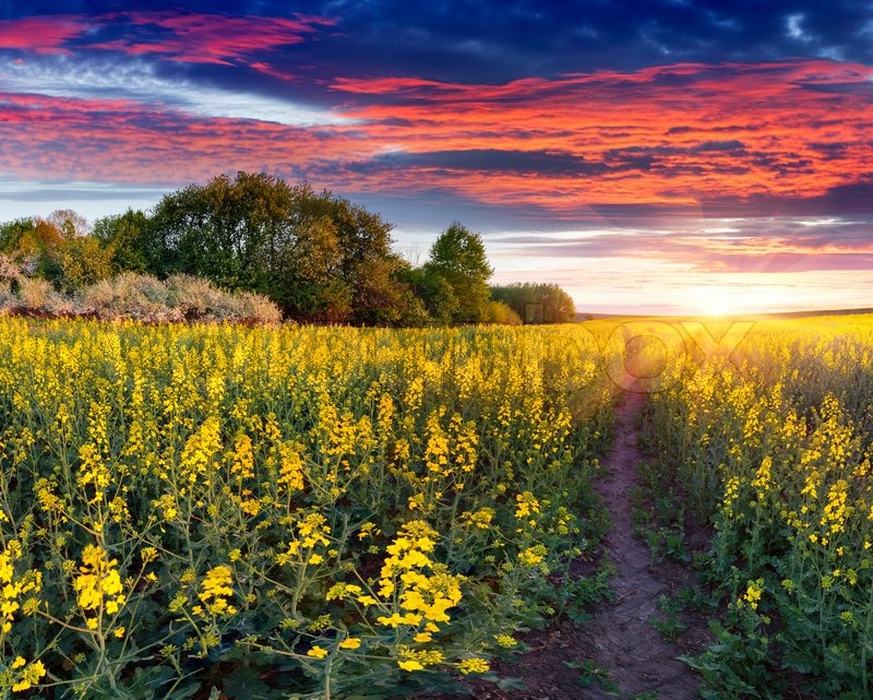 Field Of Yellow Flowers Sunset