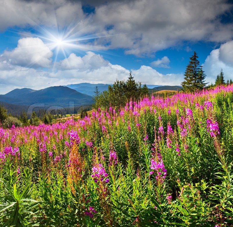 Beautiful Pink Flower Scenery
