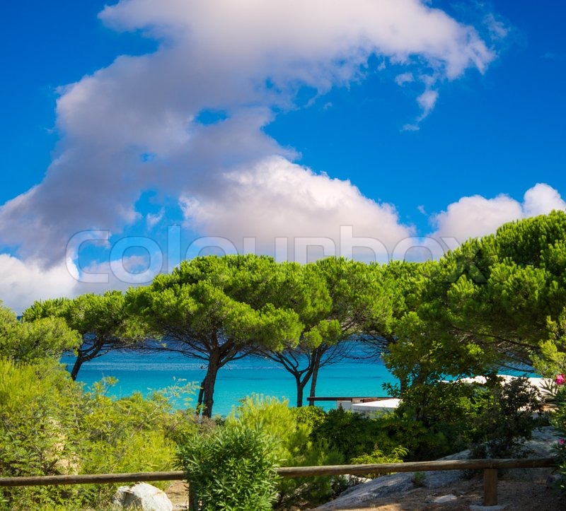 Pine Trees with ocean background, blue ... | Stock image | Colourbox