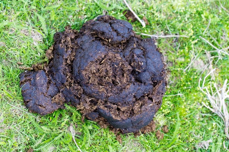 Cow dung | Stock image | Colourbox