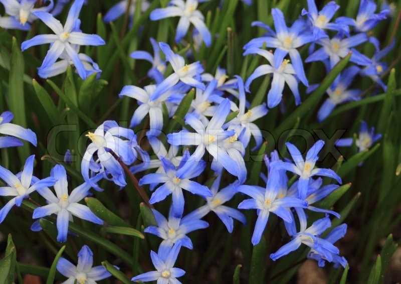 Closeup on spring wind flower with blue ... | Stock image | Colourbox