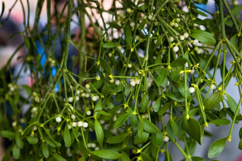 Fresh mistletoe for Christmas ... | Stock image | Colourbox