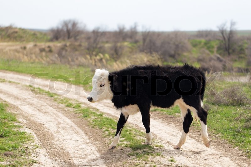 Cow on the road | Stock image | Colourbox