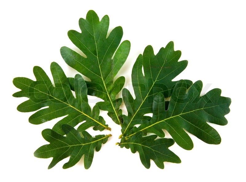 Eichenlaub | Stock Bild | Colourbox