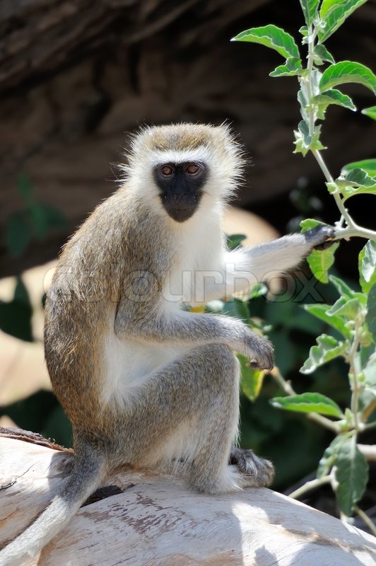 Three Cape Vervet Monkeys in the park | Stock Photo | Colourbox