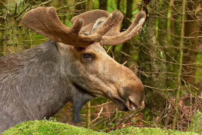 Eurasian Elk