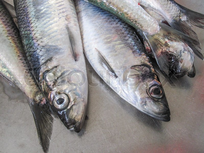 Freshly caught herring | Stock image | Colourbox