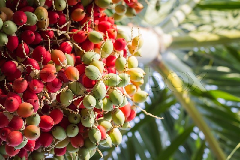Close up ripen fruit of lipstick palm ... | Stock image | Colourbox
