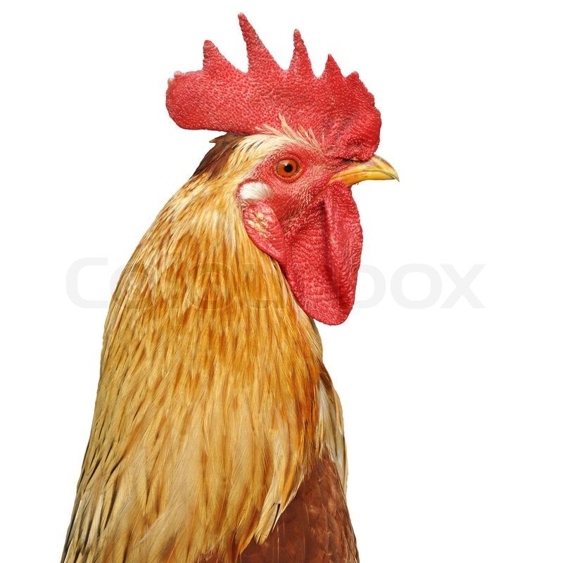 Rooster Head Front