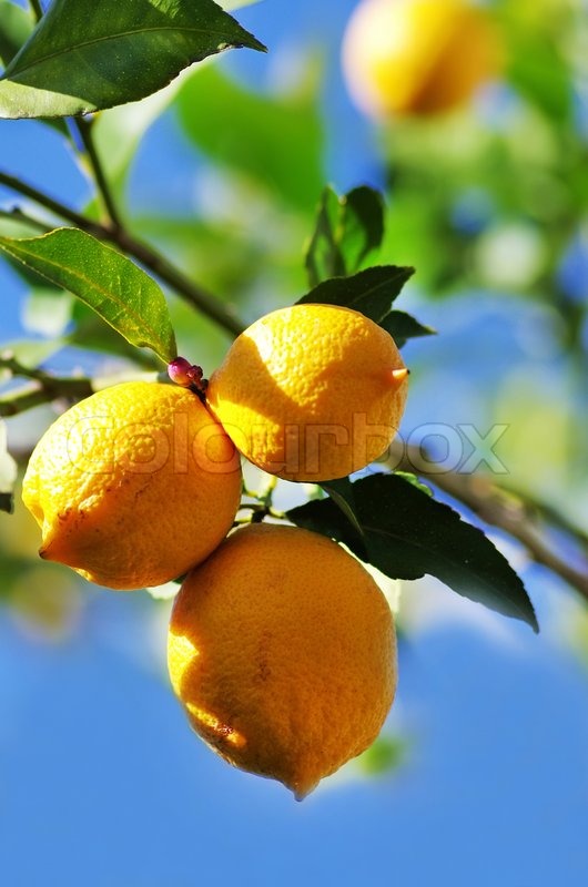lemons on lemon tree in nature. fruit ... | Stock image | Colourbox