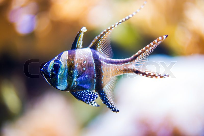 Red Sea Cardinal Fish Closeup. Aquatic ... | Stock Photo | Colourbox