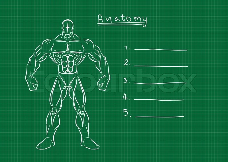 Male Anatomy Reference
